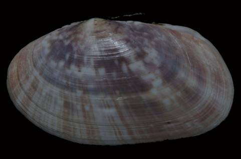 shellauction.net :: Gari occidens - 3633840