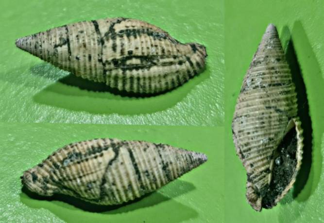 shellauction.net :: Mitra sp. - 3633853