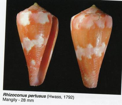 shellauction.net :: Conus pertusus - 3633927