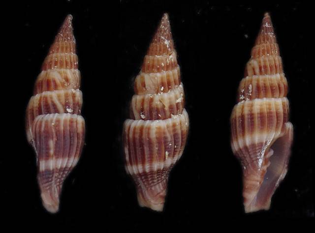 shellauction.net :: Mitra sp. - 3633967