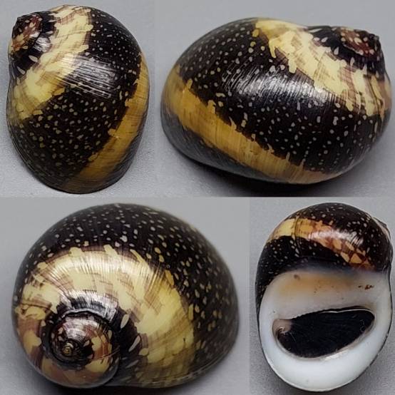 shellauction.net :: Neritodryas dubia - 3634084