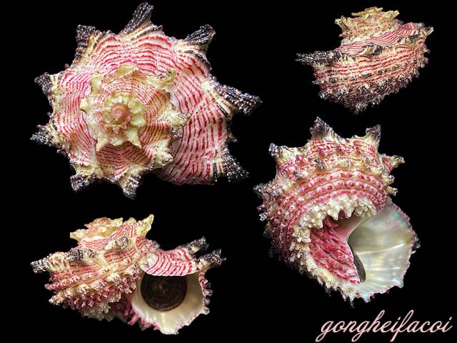 shellauction.net :: Angaria sp. - 3634093