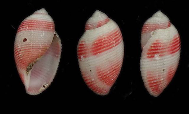 shellauction.net :: Bullina virgo habe - 3634122