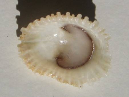 shellauction.net :: Montfortula rugosa - 3634230