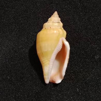 shellauction.net :: Canarium microurceus - 3634255