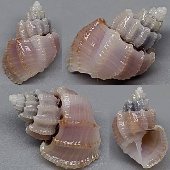 shellauction.net :: Scalptia sp. - 3634285