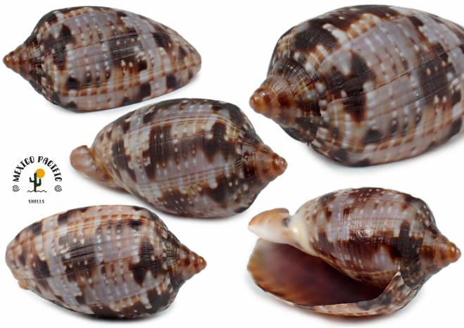 shellauction.net :: Cypraecassis coarctata - 3634290