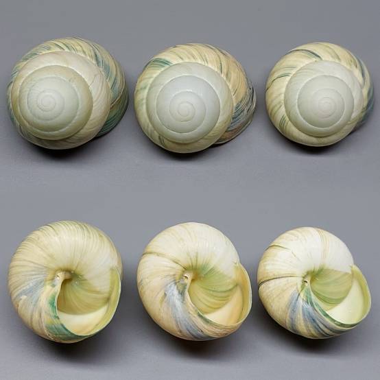 shellauction.net :: Asperitas bimaensis azurea - 3634419