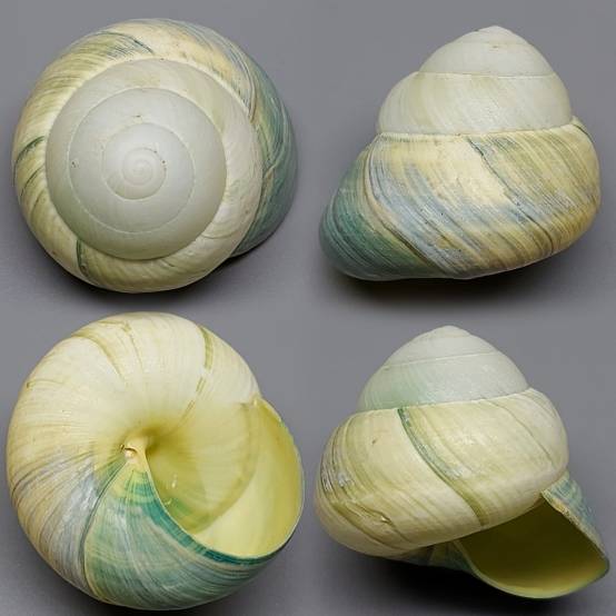 shellauction.net :: Asperitas bimaensis azurea - 3634421