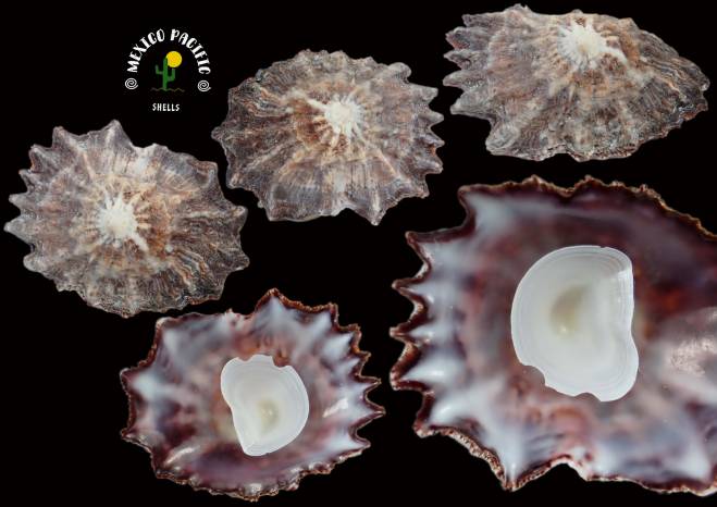 shellauction.net :: Crucibulum scutellatum - 3634448