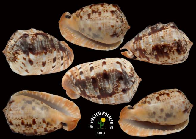 shellauction.net :: Cypraecassis coarctata - 3634489