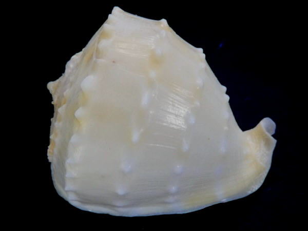 shellauction.net :: Cassis nana - 3634675