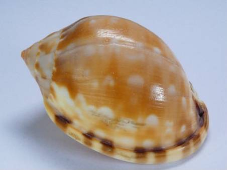 shellauction.net :: Semicassis labiata - 3634687