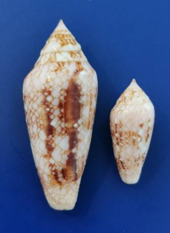 shellauction.net :: Conus legatus - 3634717