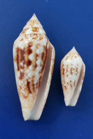 shellauction.net :: Conus legatus - 3634717