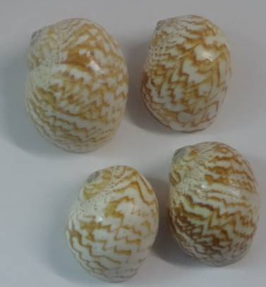 shellauction.net :: Natica fulminea - 3634725