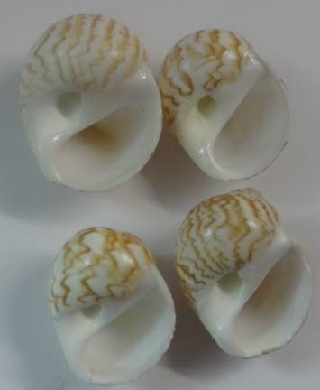 shellauction.net :: Natica fulminea - 3634725