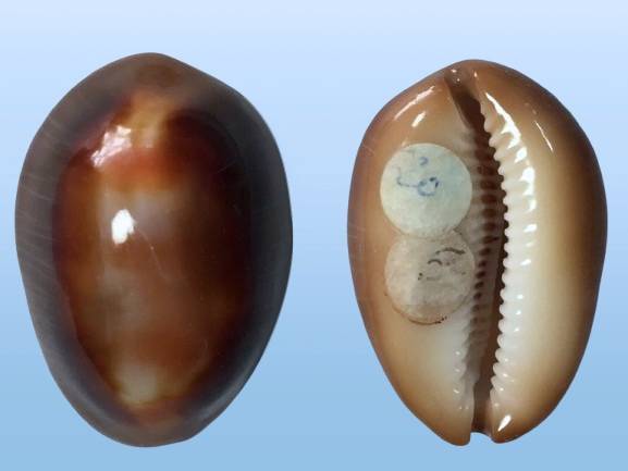 shellauction.net :: Lyncina ventriculus topee - 3634761