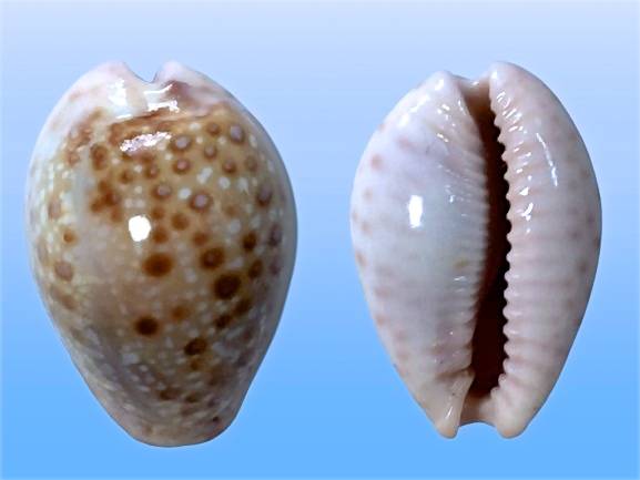 shellauction.net :: Naria marginalis - 3634763