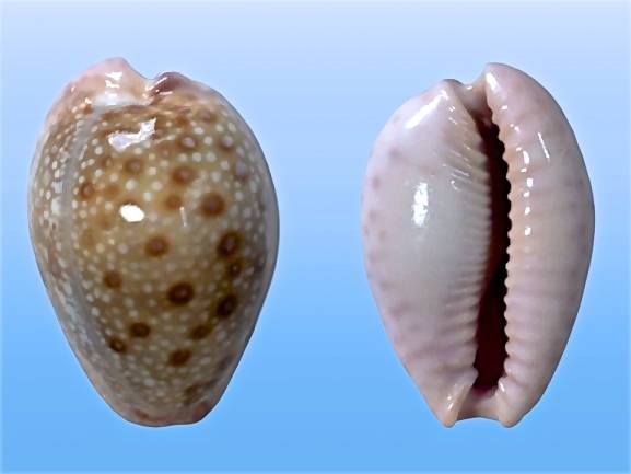 shellauction.net :: Naria marginalis - 3634764