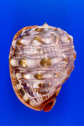 shellauction.net :: Cypraecassis rufa - 3634794