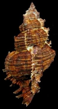 shellauction.net :: Chicoreus torrefactus - 3634859