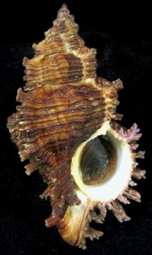 shellauction.net :: Chicoreus torrefactus - 3634859