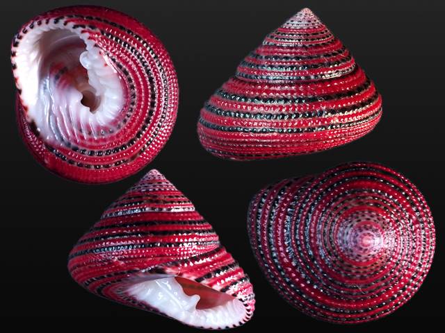 shellauction.net :: Clanculus pharaonius - 3635079