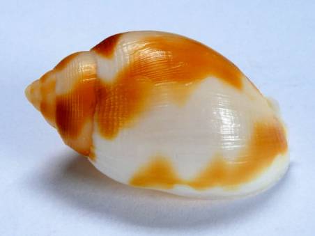 shellauction.net :: Semicassis sinuosum - 3635097