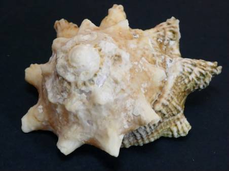 shellauction.net :: Astraea stellare - 3635122