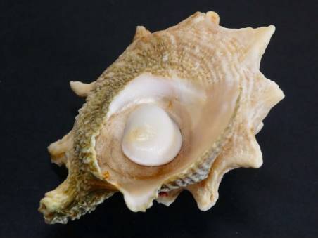 shellauction.net :: Astraea stellare - 3635122