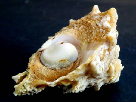 shellauction.net :: Astraea stellare - 3635125