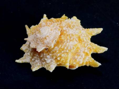 shellauction.net :: Astraea longispina - 3635126