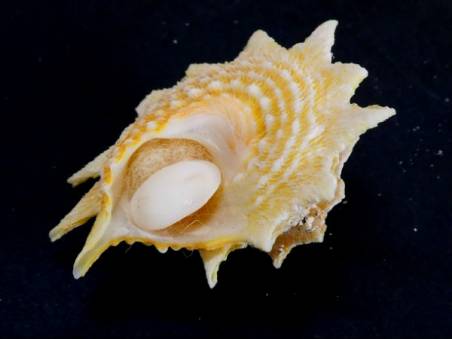 shellauction.net :: Astraea longispina - 3635126