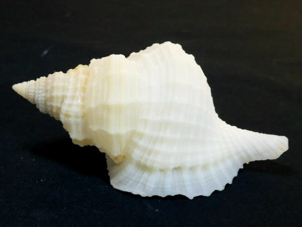 shellauction.net :: Distorsio reticulata - 3635186