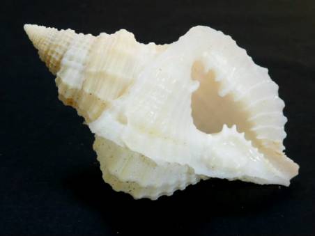 shellauction.net :: Distorsio reticulata - 3635186