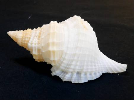 shellauction.net :: Distorsio reticulata - 3635187