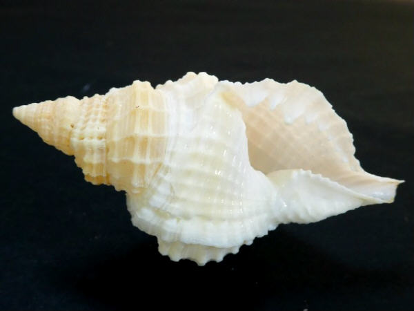 shellauction.net :: Distorsio reticulata - 3635187