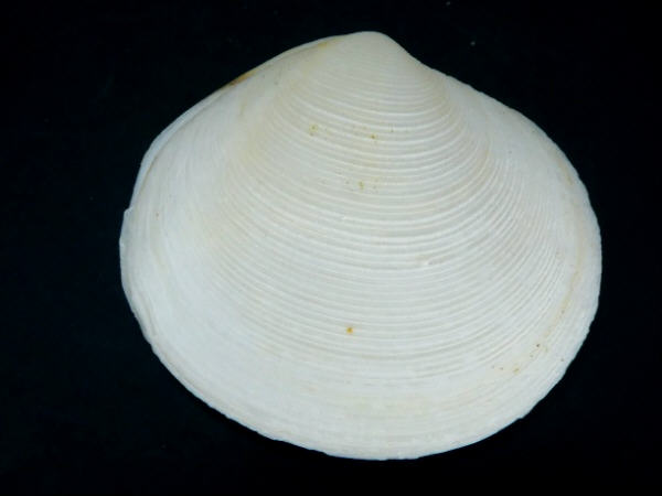 shellauction.net :: Semele casta - 3635188