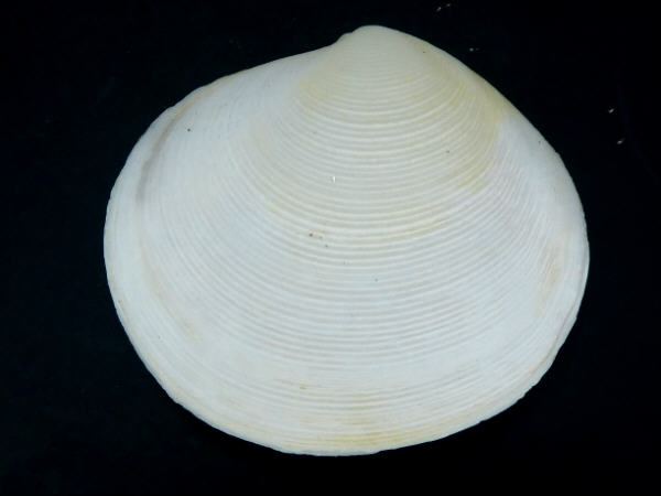 shellauction.net :: Semele casta - 3635188