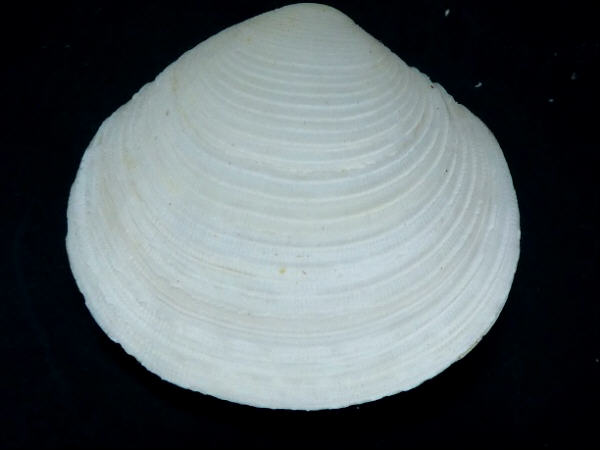 shellauction.net :: Semele carnicolor - 3635191