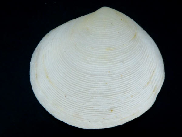 shellauction.net :: Semele casta - 3635193