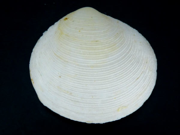 shellauction.net :: Semele casta - 3635193