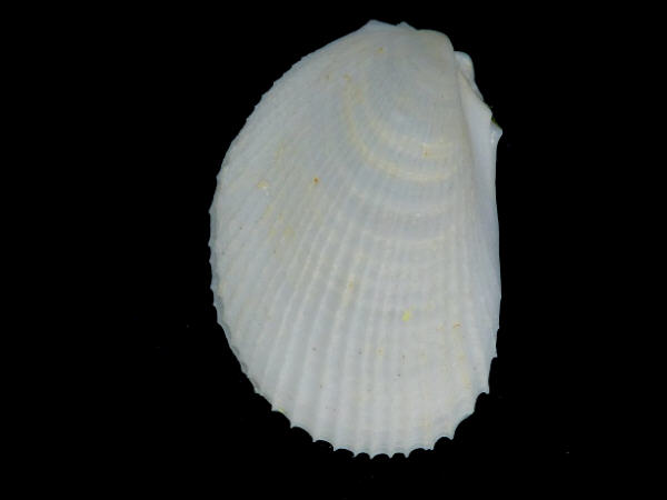 shellauction.net :: Limaria basilanica - 3635194