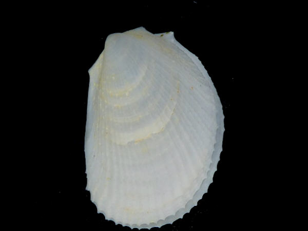 shellauction.net :: Limaria basilanica - 3635194