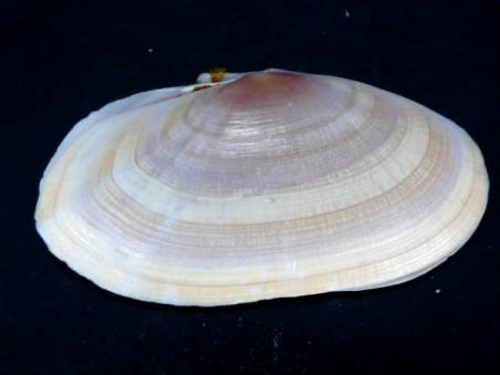 shellauction.net :: Gari lineolata - 3635195