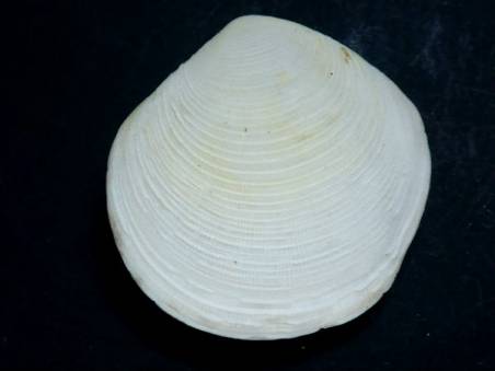 shellauction.net :: Semele australis - 3635206