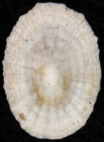 shellauction.net :: Montfortula rugosa - 3635254