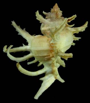 shellauction.net :: Chicoreus cornucervi - 3635255