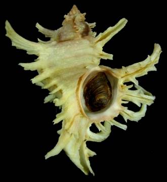 shellauction.net :: Chicoreus cornucervi - 3635255